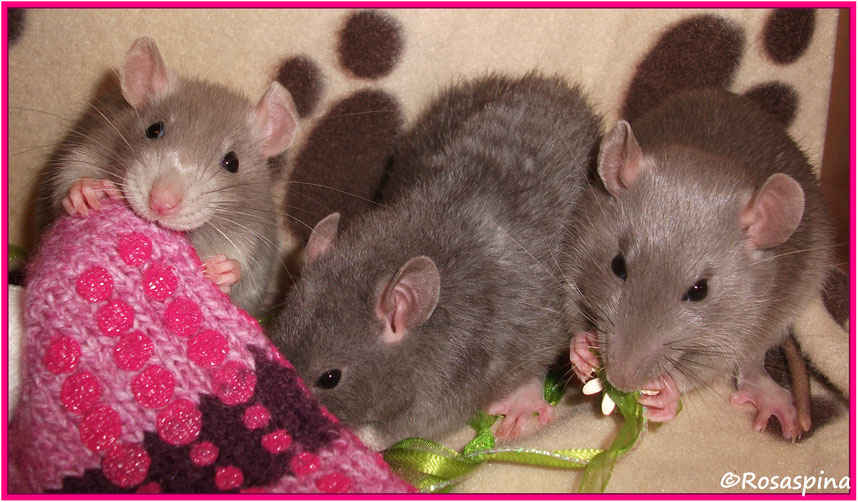 Il Ratto da Compagnia - Ratto che Passione!