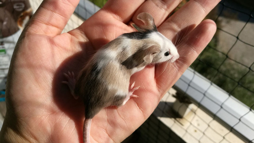 Les marquages - Elevage Asdy Mousery