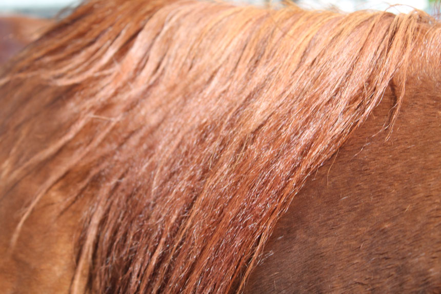 Nahaufnahmen - vrh-fotografies Webseite!