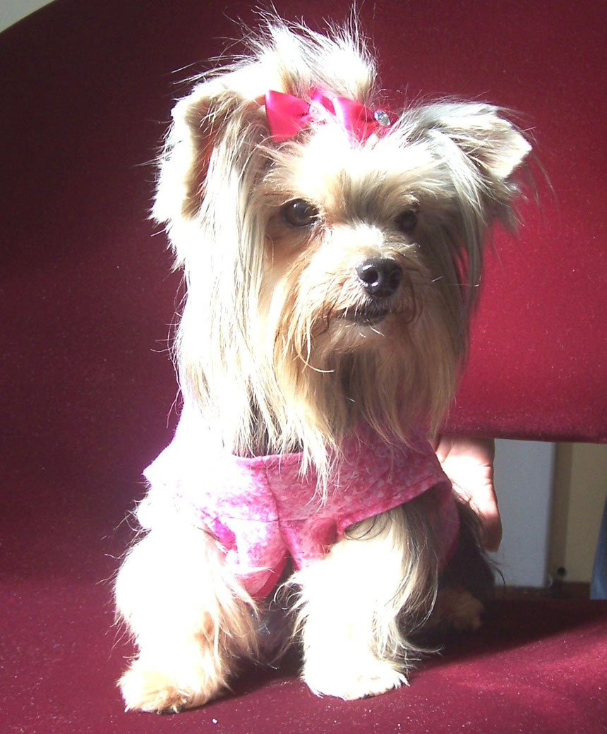 PERROS - MECHAS FASHION