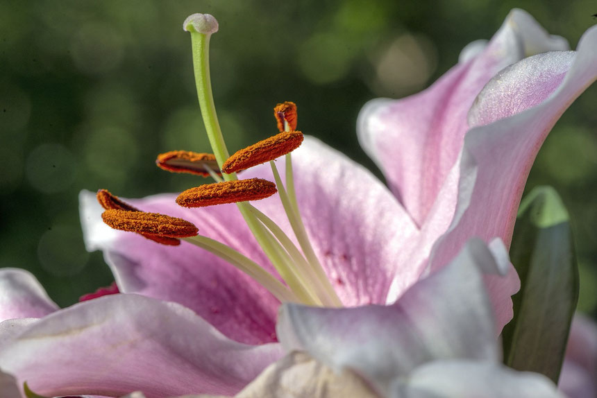 Liliidae of the Flowering Plants Table - Homöopathie & Pflanzensystematik - Seminare mit Dr ...