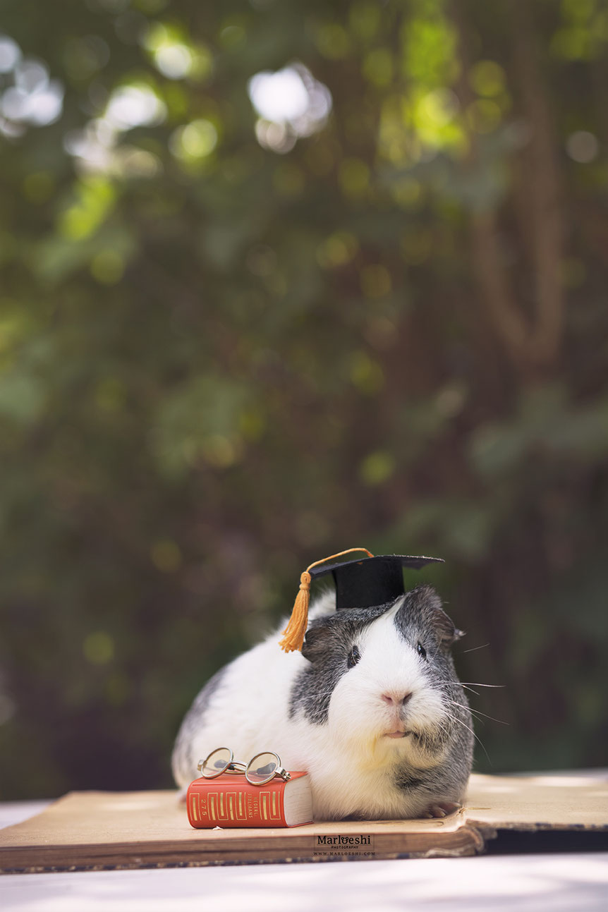 DIY Guinea Pig Graduation Hat - Story of a guinea pig