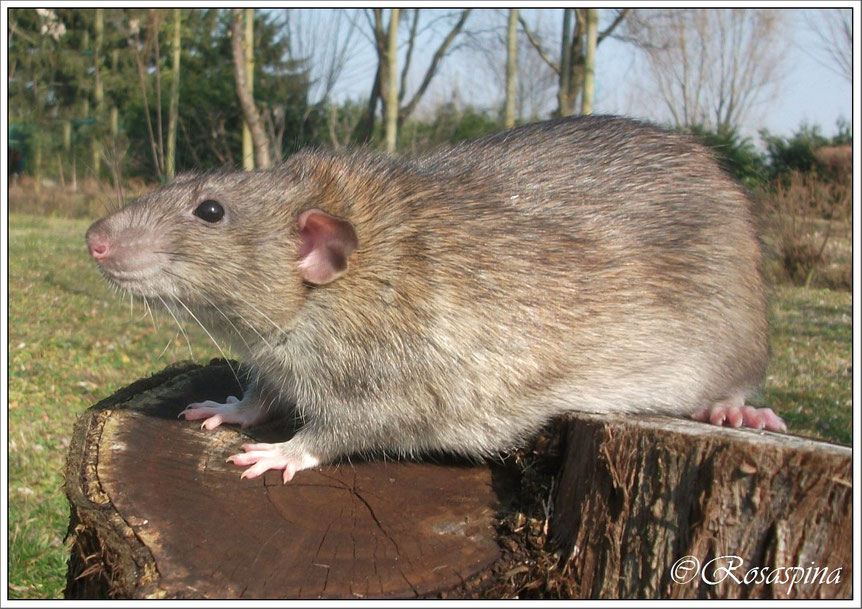 Il Ratto da Compagnia - Ratto che Passione!