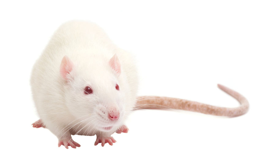 Rat anti-mouse IgM heavy chain - Innovative antibodies against haptens ...