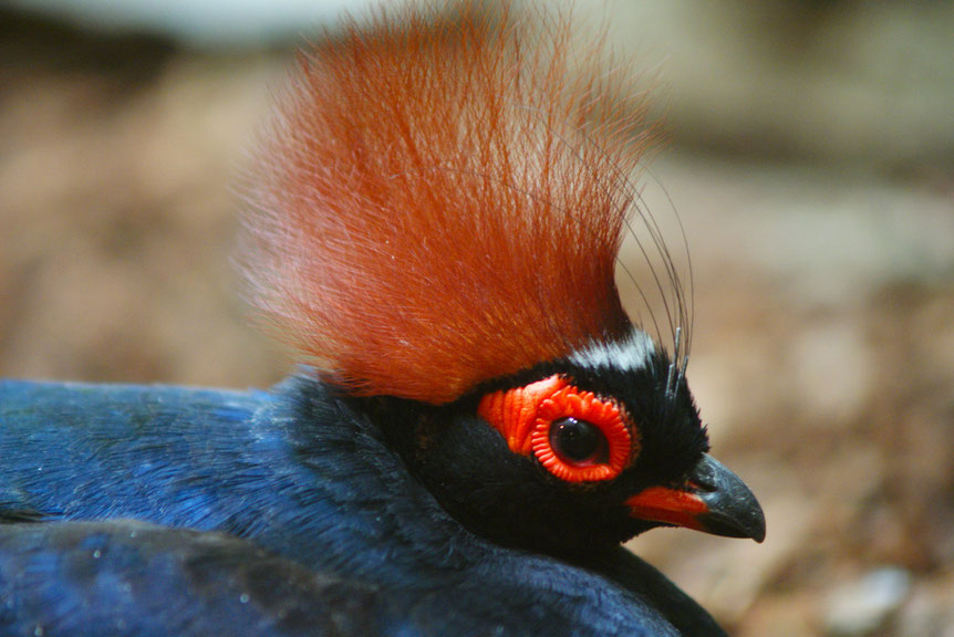 Galliformes (landfowl) - bird-phylogeny