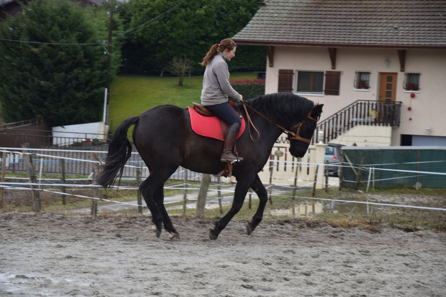 Sarah Rens - Physio-Massothérapeute équin - Site de equilien