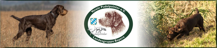 Pudelpointer in Bayern - pudelpointer-in-bayerns Webseite!
