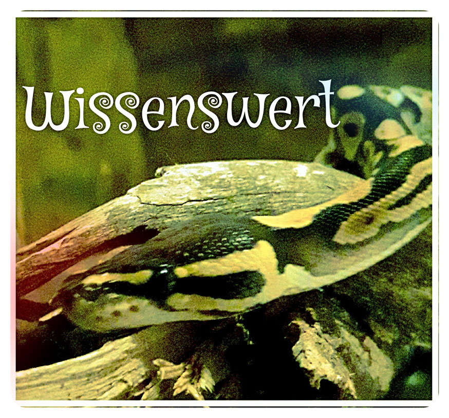 Wissenswert und Interessant - Happy Pythons - Python regius