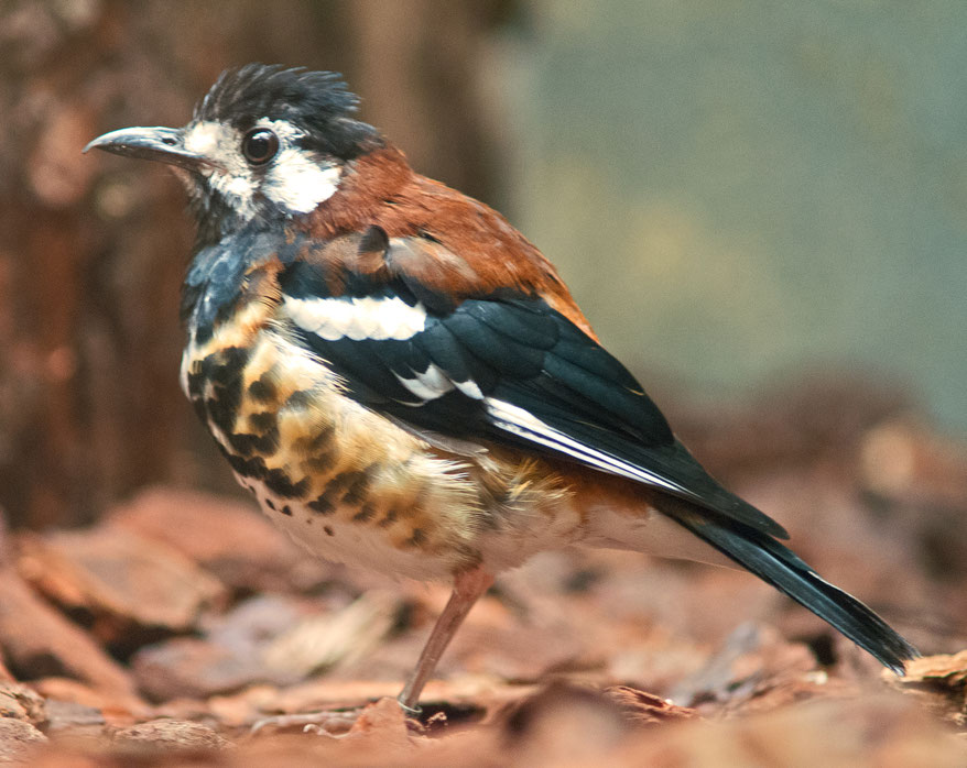 Passeriformes (perching birds) - bird-phylogeny