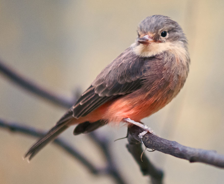 Passeriformes (perching birds) - bird-phylogeny
