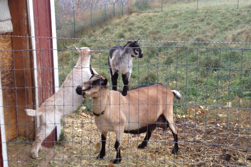 Mini Alpine Dairy Goats - Wasilla Lights Farm