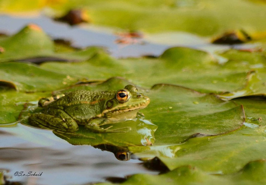 Bezoek aan een wereldstad - Natuurfotografie Stefan!