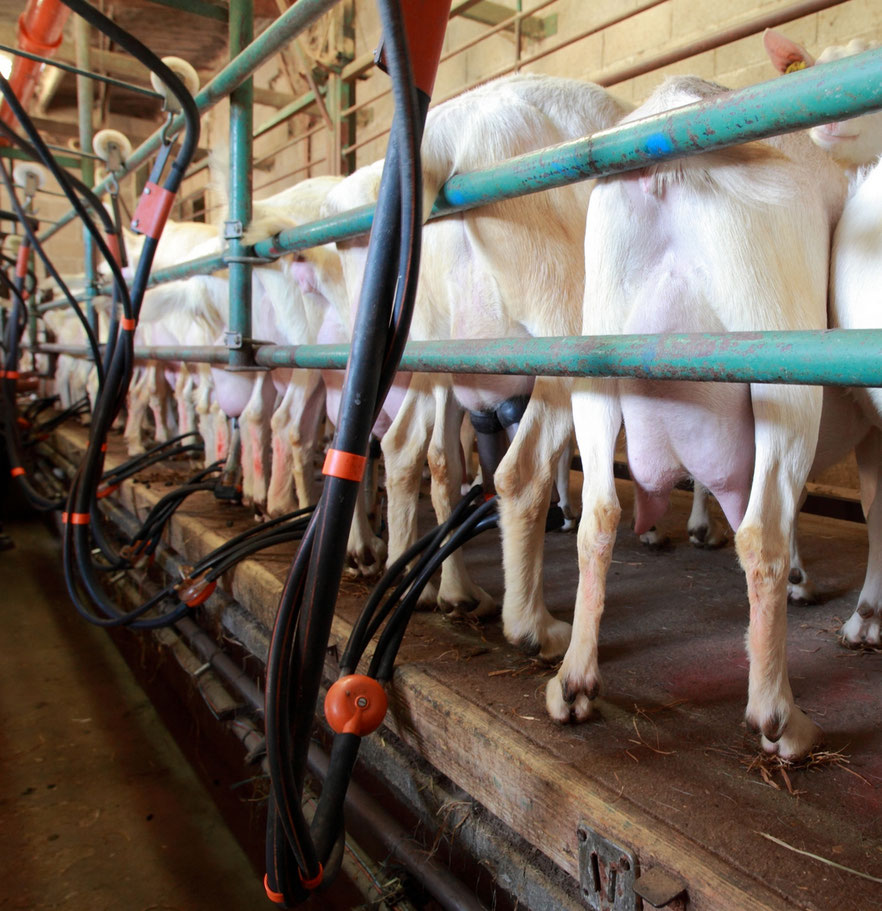 Elevage de chèvres saanen - Ferme de la Pérotonnerie 79120 Rom