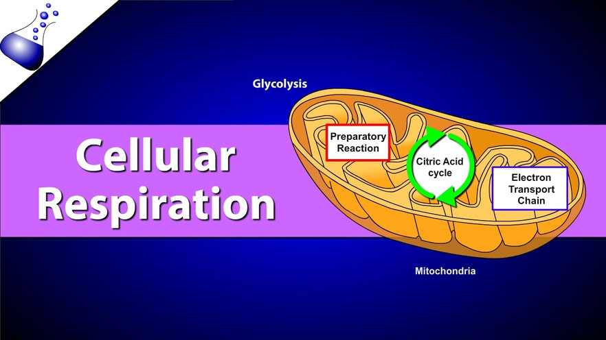 Bio SCORE (Biology Students Companion Resources) SDS - edbiologykmpk