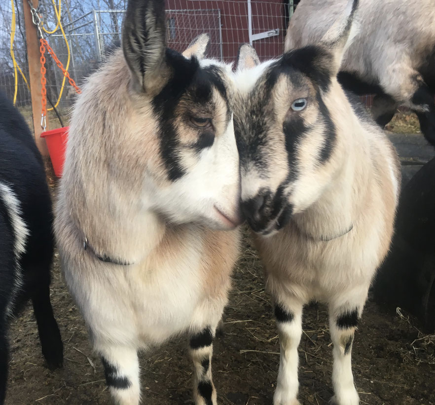 Mini Alpine Dairy Goats - Wasilla Lights Farm