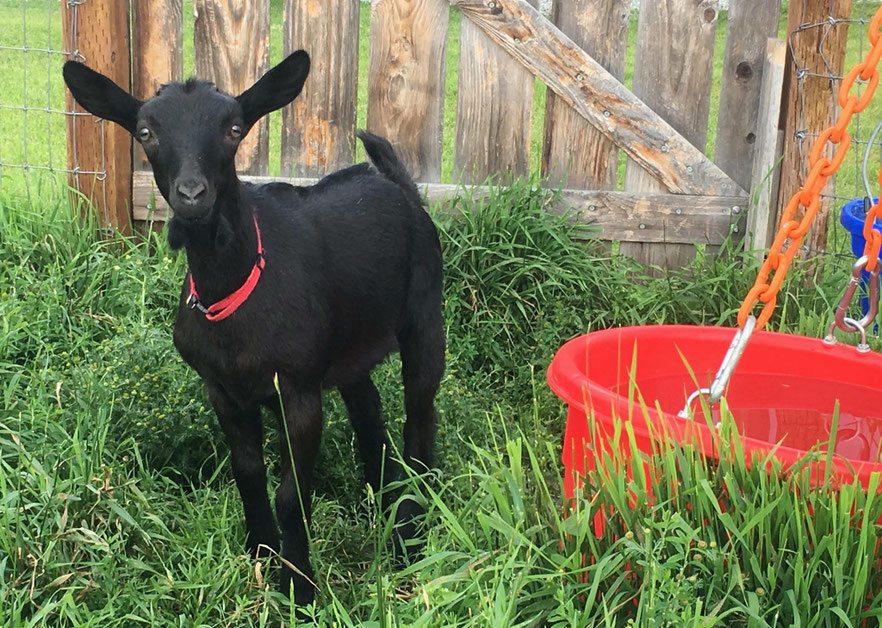 Mini Alpine Dairy Goats - Wasilla Lights Farm