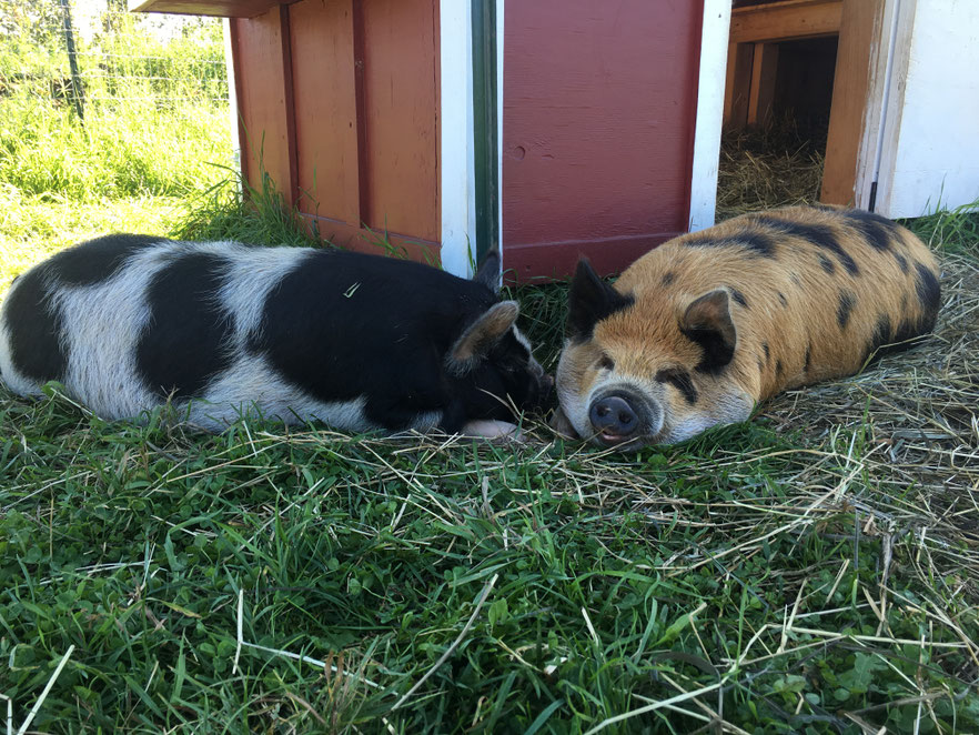 Mini Alpine Dairy Goats - Wasilla Lights Farm