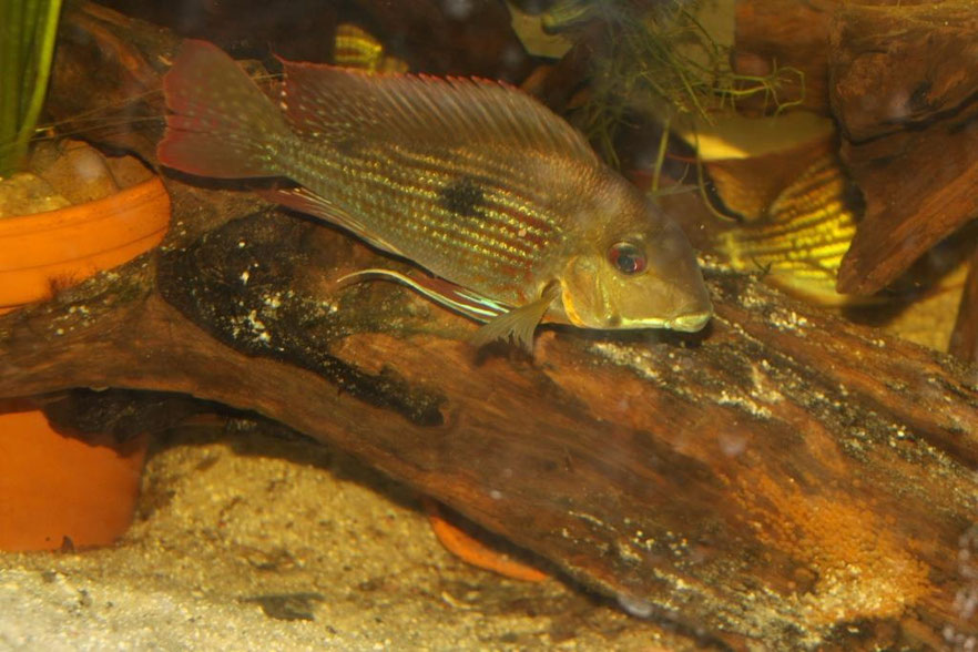 Geophagus sp. „Rio Branco“ - fische-orchideens Webseite!