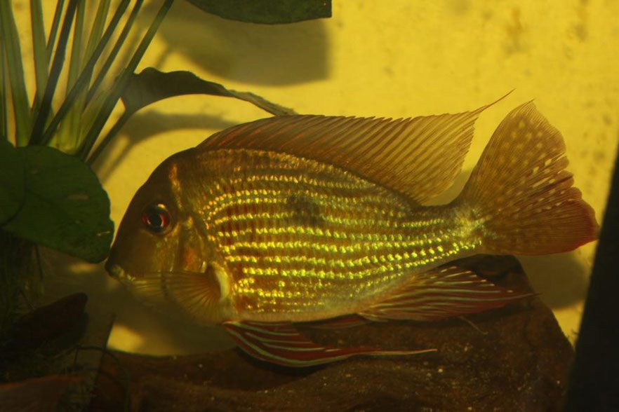 Geophagus sp. „Rio Branco“ - fische-orchideens Webseite!