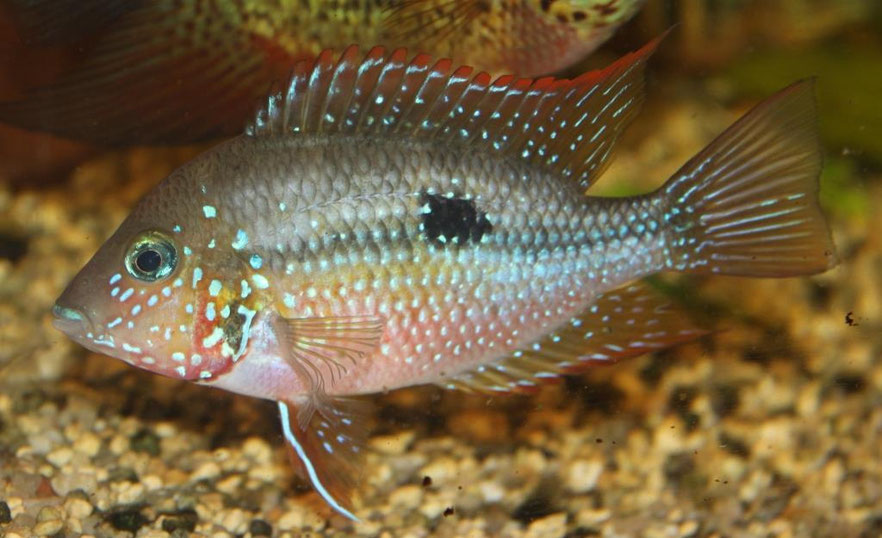 Thorichthys ellioti (MEEK, 1904) - fische-orchideens Webseite!