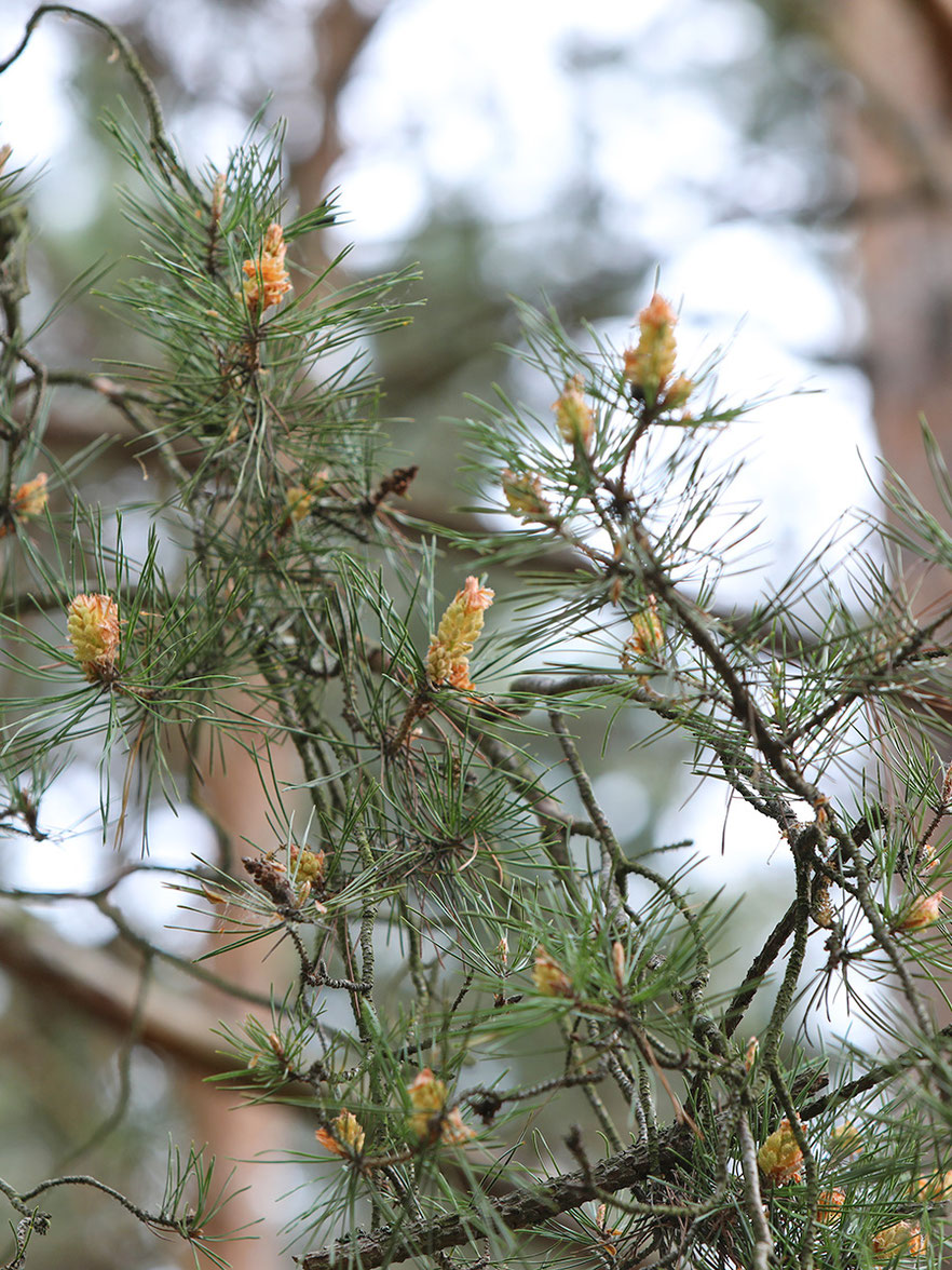 Alles voll mit gelben Pollen - nicht immer ist es der Raps - Horner ...