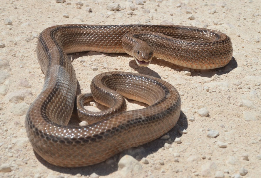 Culebra de escalera (Zamenis scalaris) - Asociación Herpetológica Timon