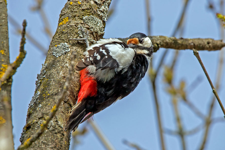 DEM SPECHT AUF DER SPUR - Verein Jordsand e.V.