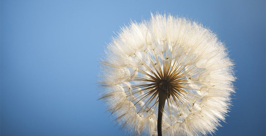 Edito - Site du livret d'accueil Axeal Consultant