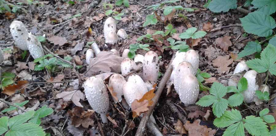 Coprin chevelu - De website van villagelaforet!