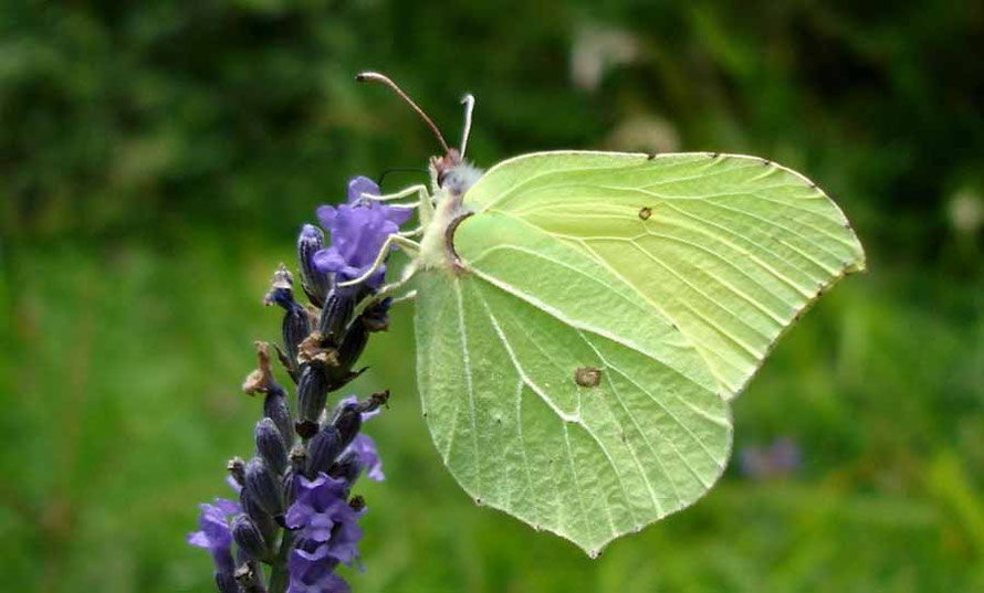 Papillon citron - De website van villagelaforet!