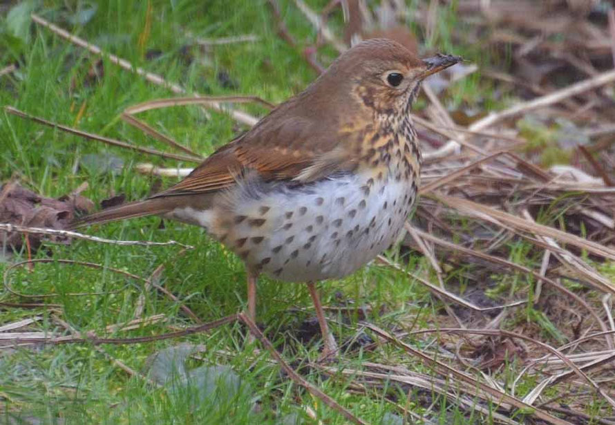 Grive musicienne - De website van villagelaforet!