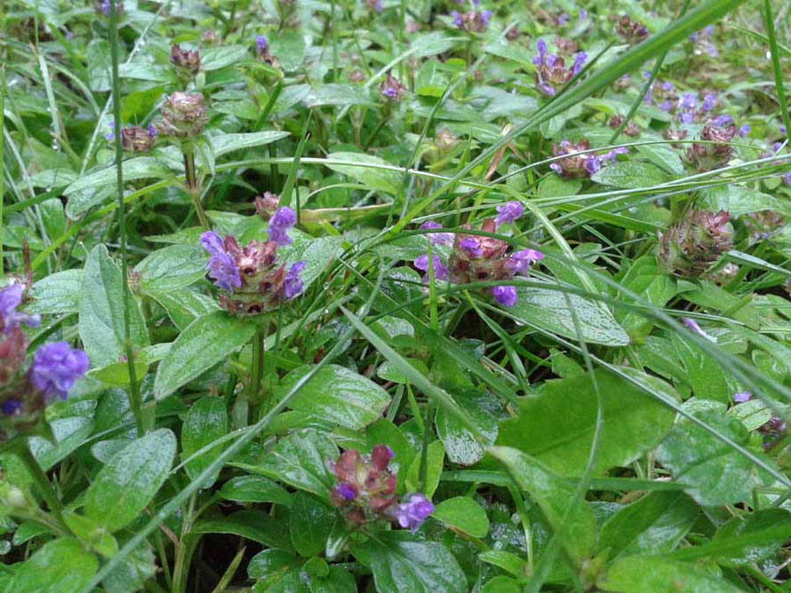 Brunelle commune - De website van villagelaforet!