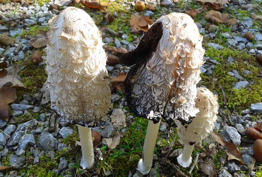 Coprin chevelu - De website van villagelaforet!