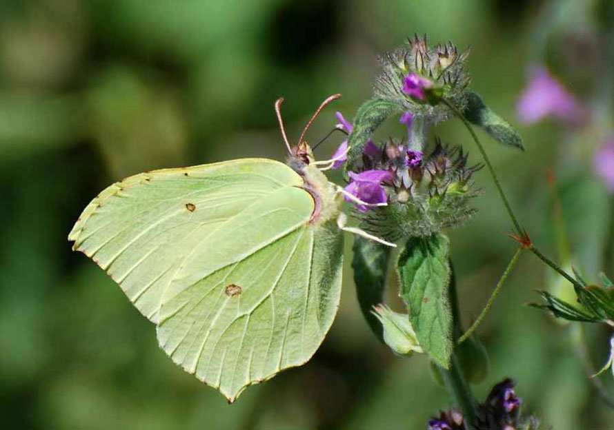 Papillon citron - De website van villagelaforet!