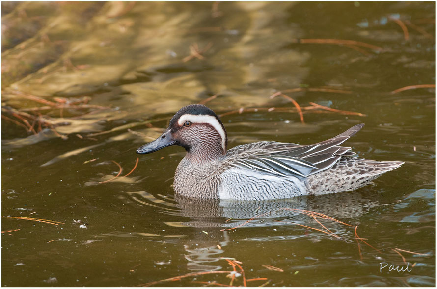 zomertaling - natuurfoto De website van vanhovepaul!