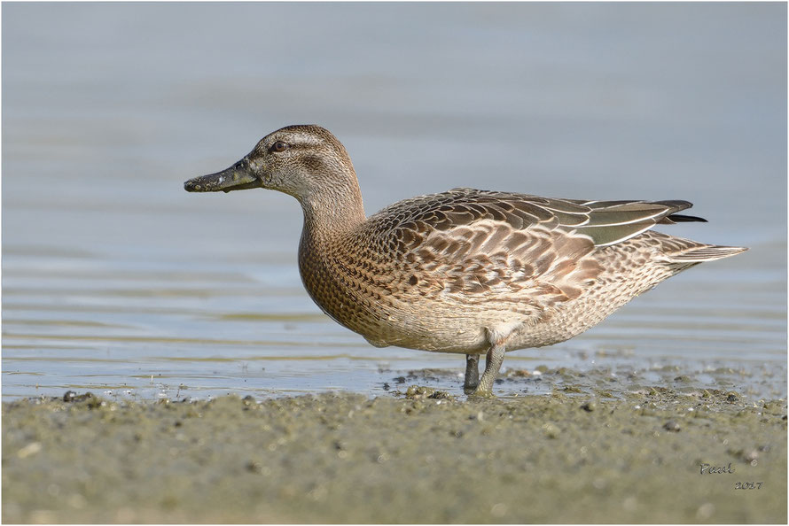 zomertaling - natuurfoto De website van vanhovepaul!