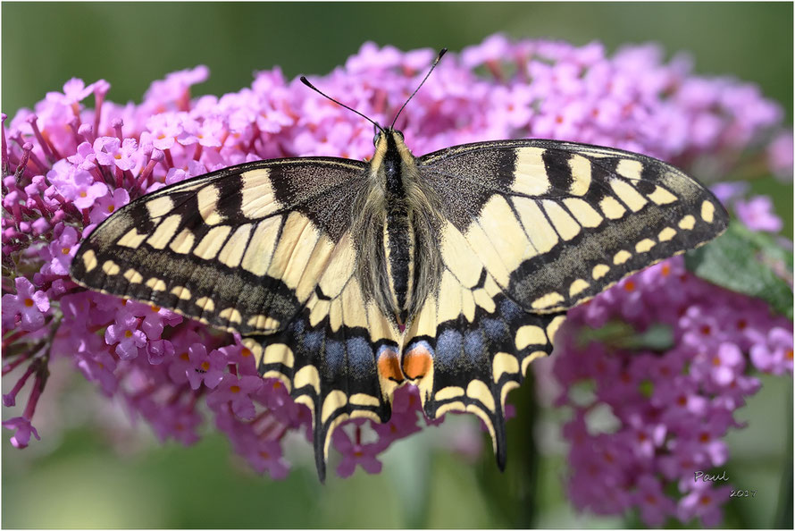 vlinders - natuurfoto De website van vanhovepaul!