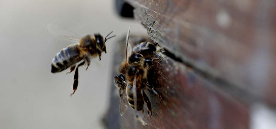 Die Dunkle Biene - Imkerei Bach