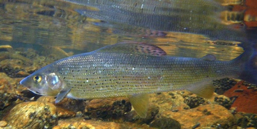 Les poissons de nos rivières - La pêche à St Etienne de Lugdarès