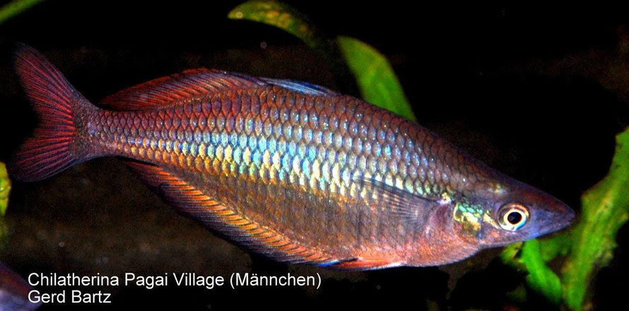 Chilatherina fasciata - rainbowfishstable