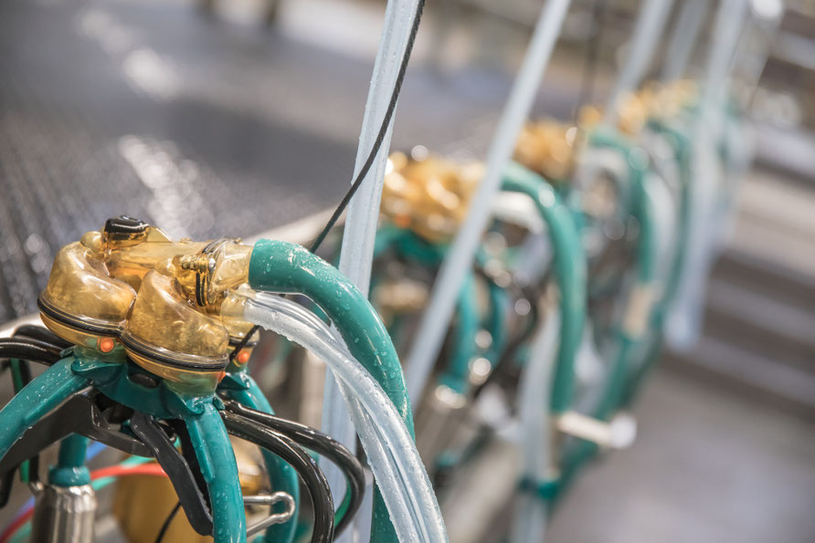 Melktechnik für Melkstände - Melken - Kühlen - Füttern