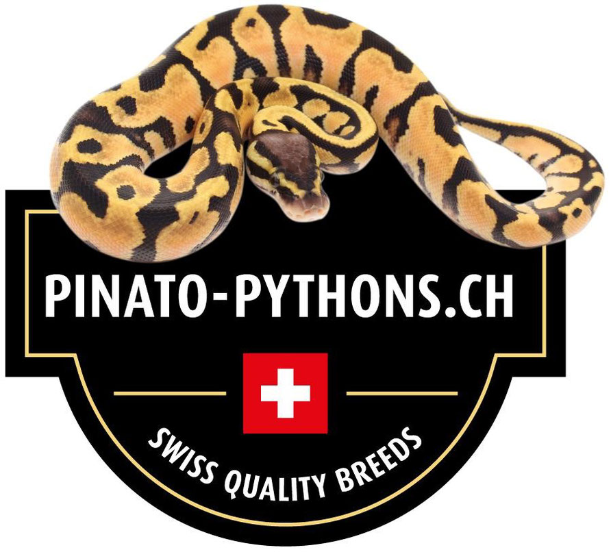 Kontakt Pinato Pythons