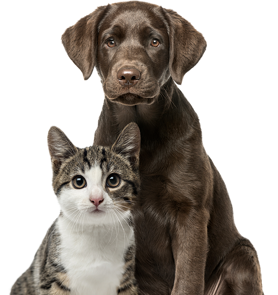 Tierklinik Berlin - Valera