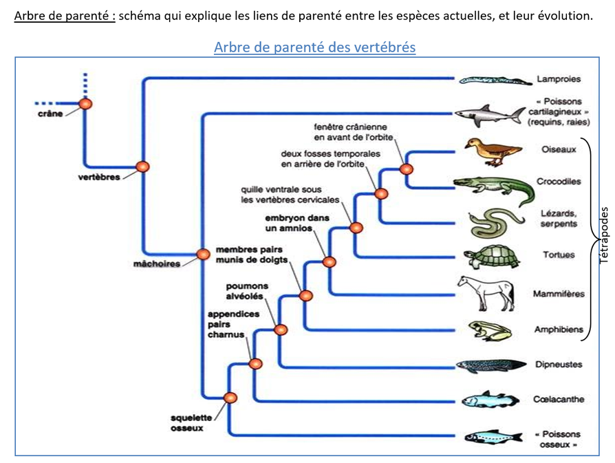Chapitre 4 : La classification scientifique des espèces - Site de svtpmc