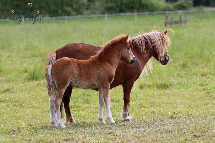Suwel aus dem Wendland - shetlandsausdemwendland Shetlandpony Shetty ...