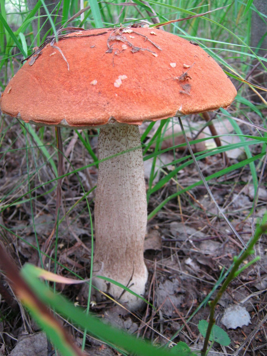 Espen-Rotkappe - Natur im Barnim