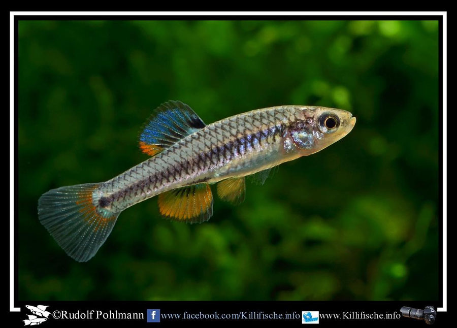 Lucania - Killifische Info