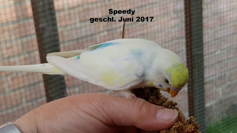 Funkelsterne - Wellensittichzucht Funkelsterne