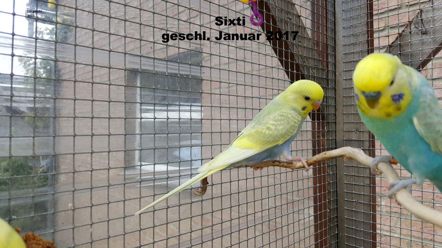 Funkelsterne - Wellensittichzucht Funkelsterne