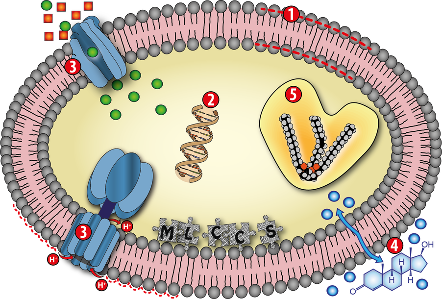 Lipid's structure-function - mlccss Webseite!